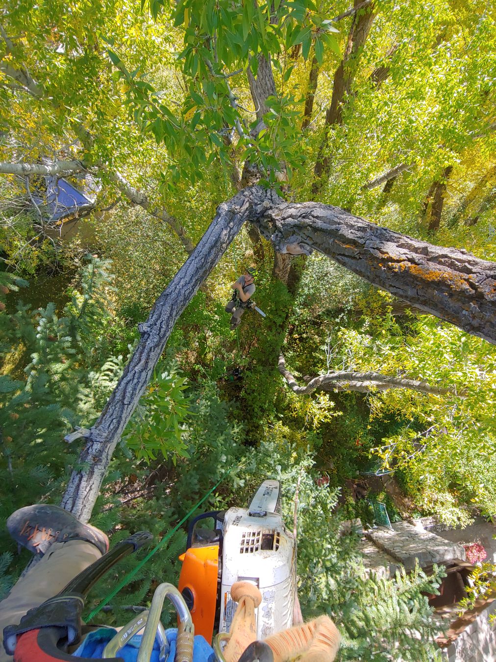 Our Richmond Tree Service Work