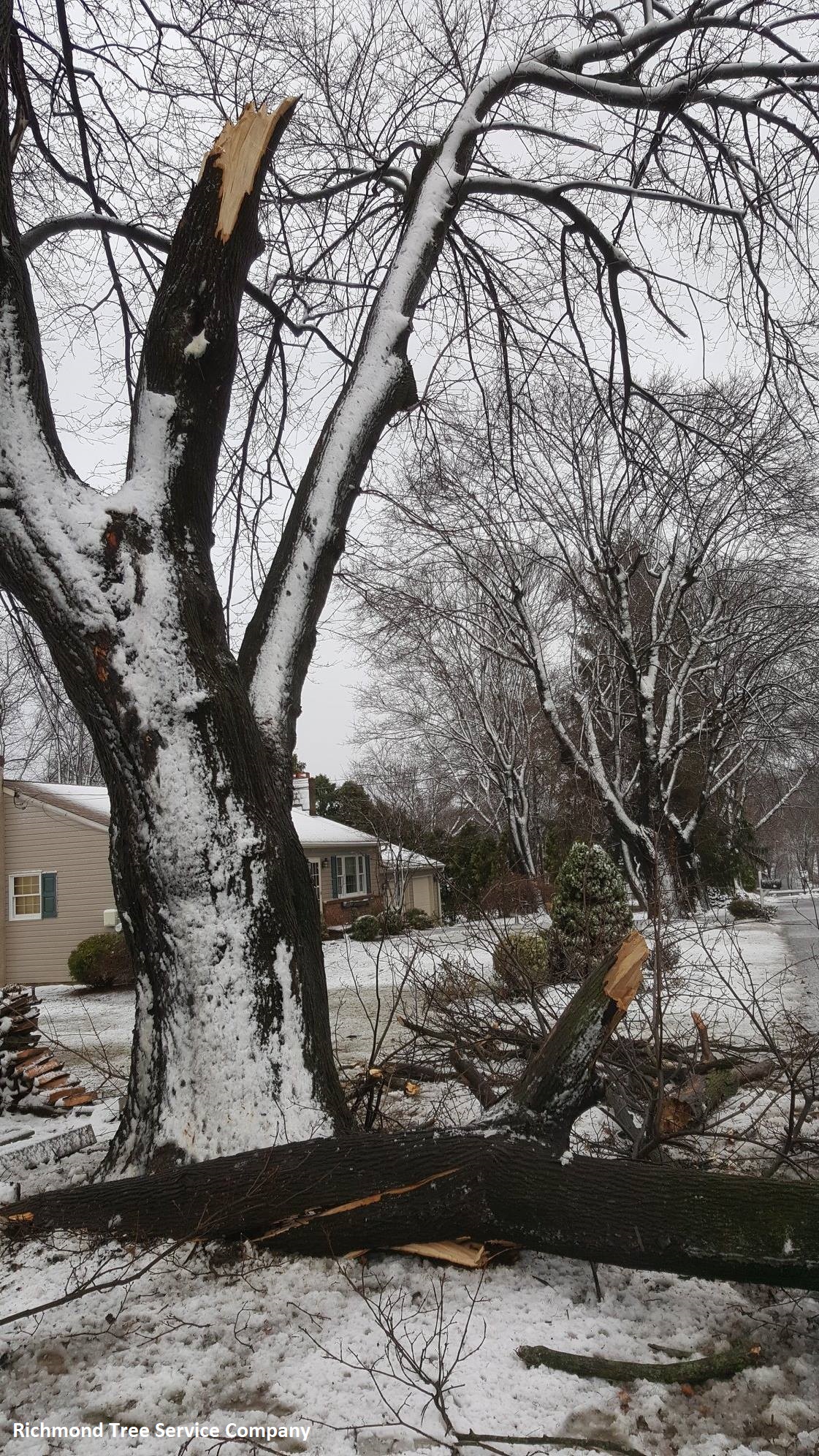 Our Richmond Tree Service Work